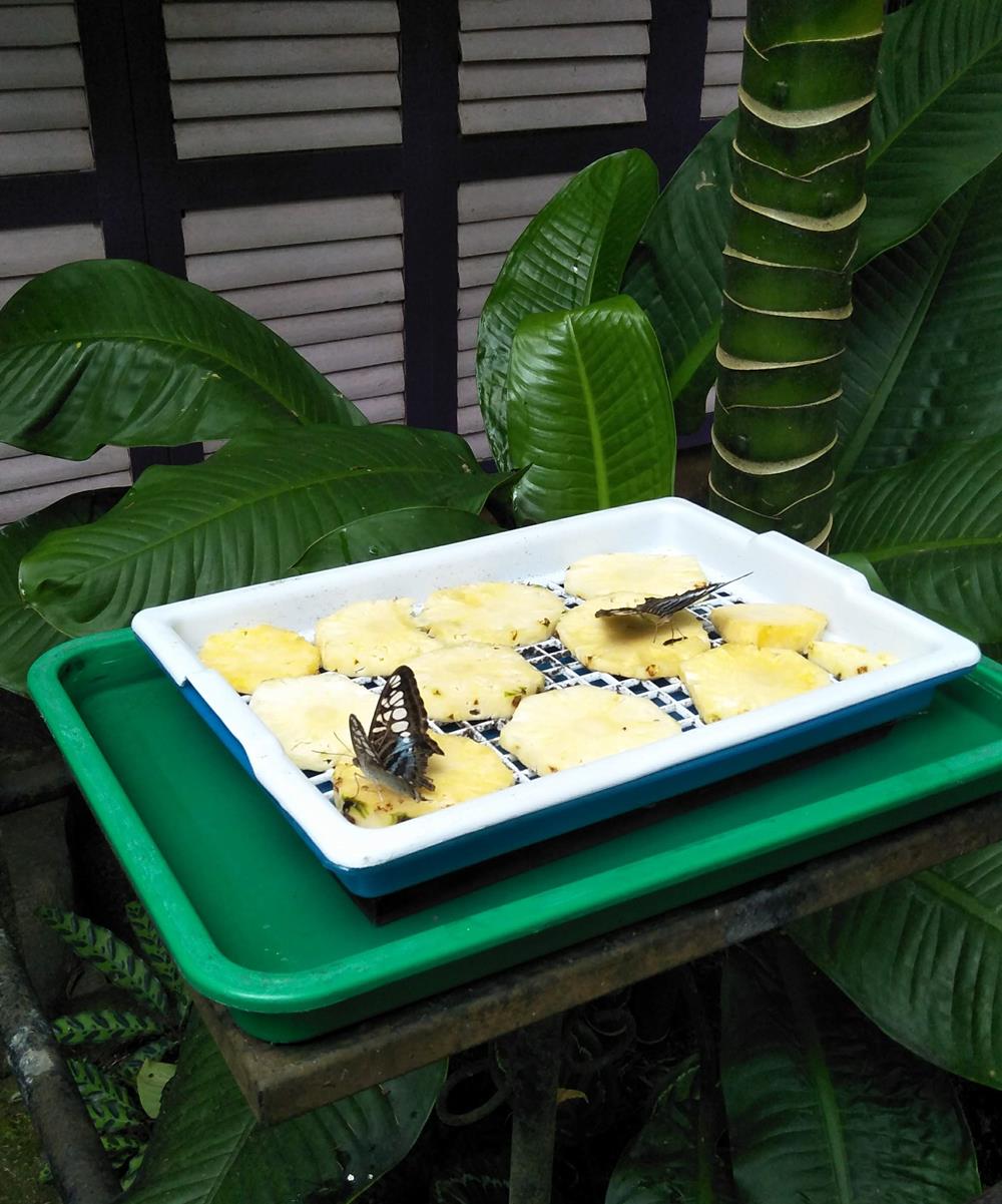 Melawat Taman Rama-Rama dan Reptilia Melaka – Blog Zool